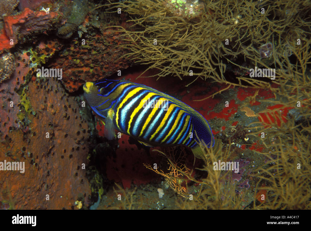 A JUVENILE REGAL ANGELFISH PYGOPLITES DIACANTHUS Stock Photo - Alamy