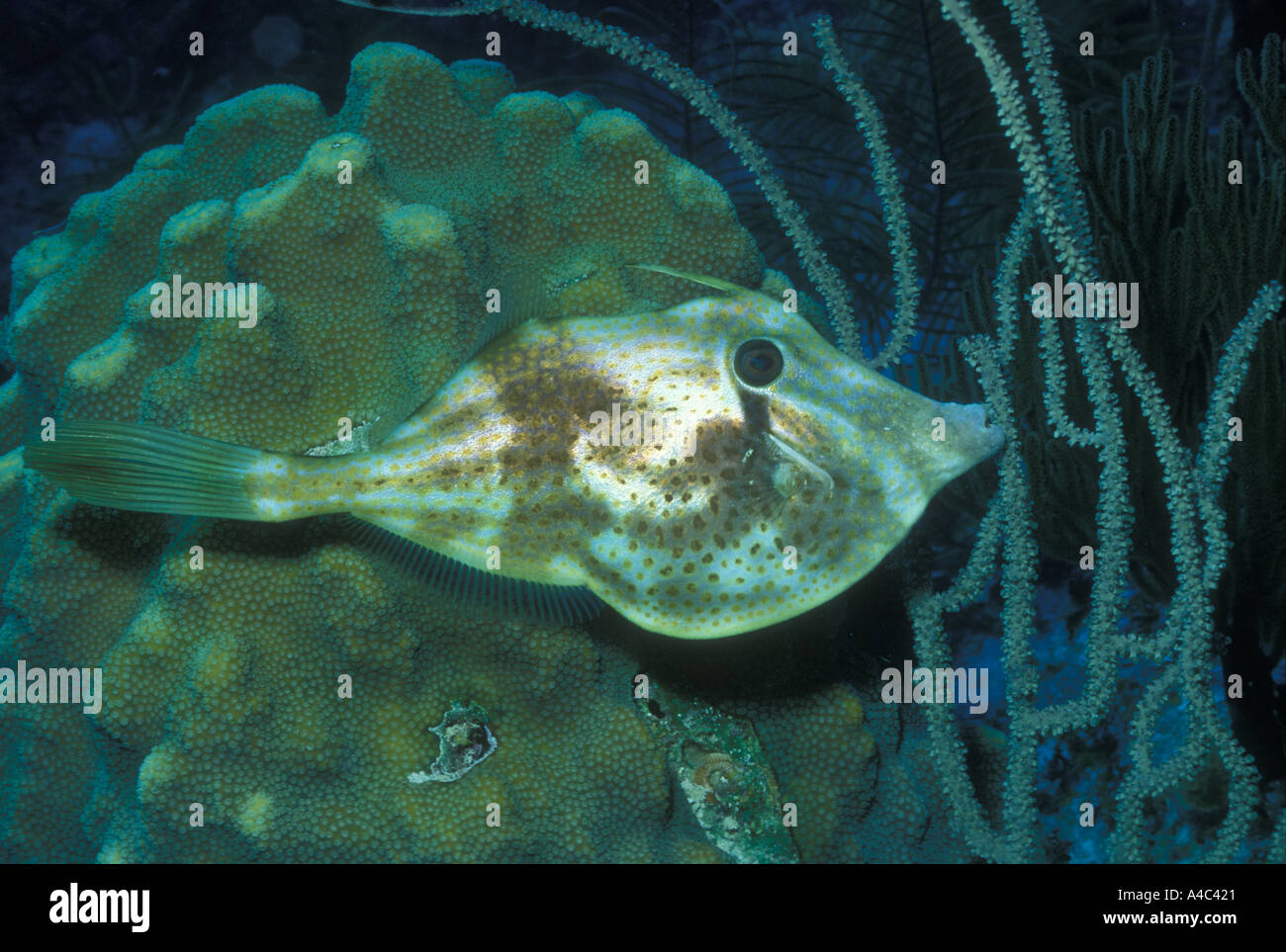 ORANGE FILEFISH ALUTERUS SCHOEPFI Stock Photo - Alamy