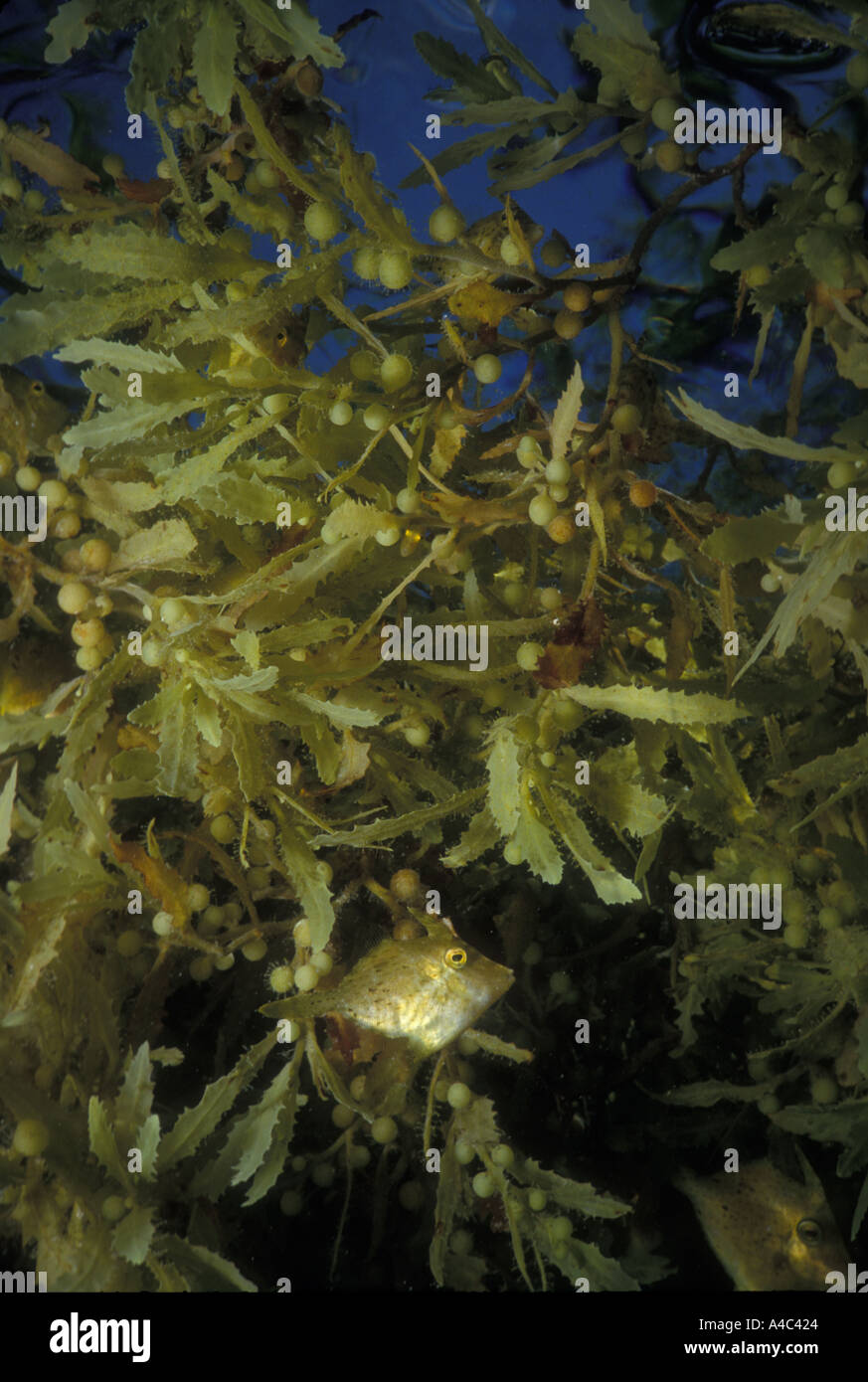 Stephanolepis setifer hi-res stock photography and images - Alamy