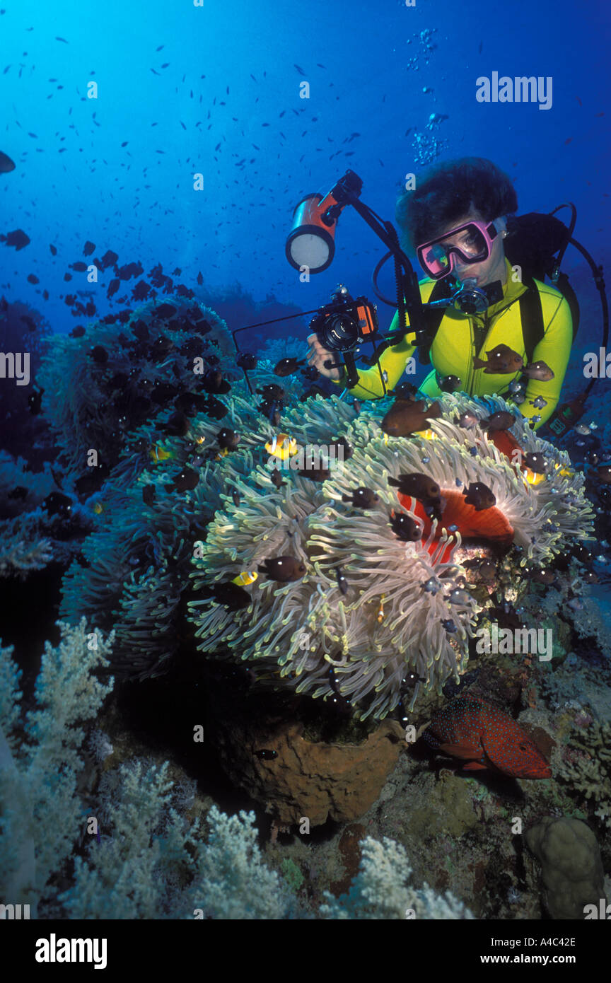 FEMALE SCUBA DIVER PREPARING TO TAKE PICTURE OF DAMSELFISH CIRCLING AN ...