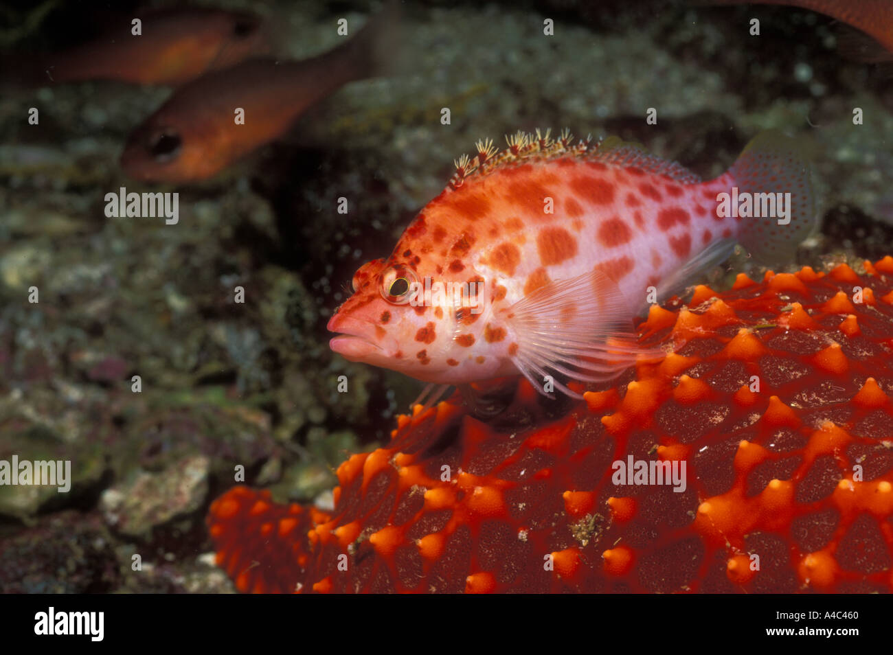 CORAL HAWKFISH HALCON DE CORAL Stock Photo - Alamy