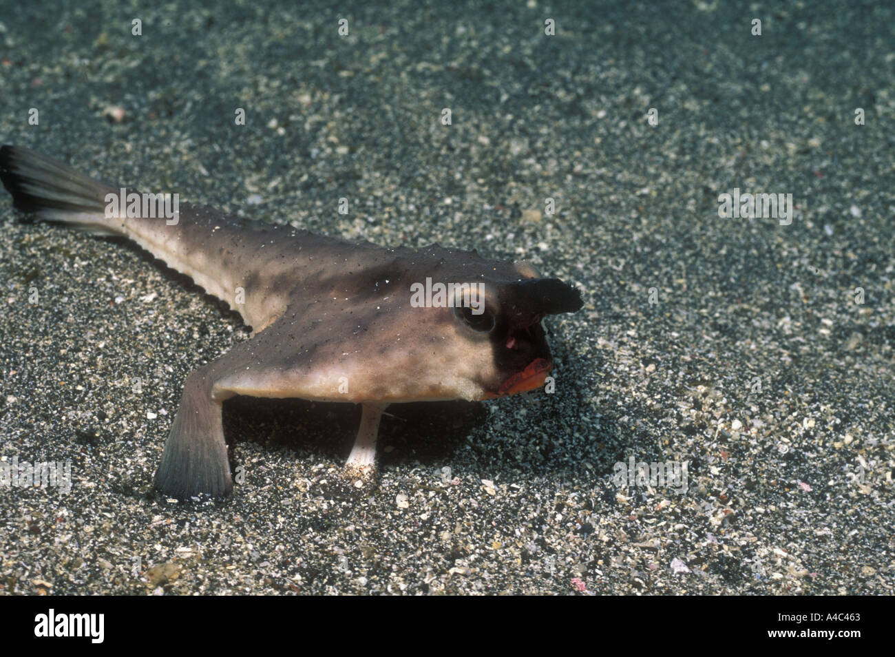 RED LIPPED BATFISH OGCOCEPHALUS DARWINI Stock Photo - Alamy