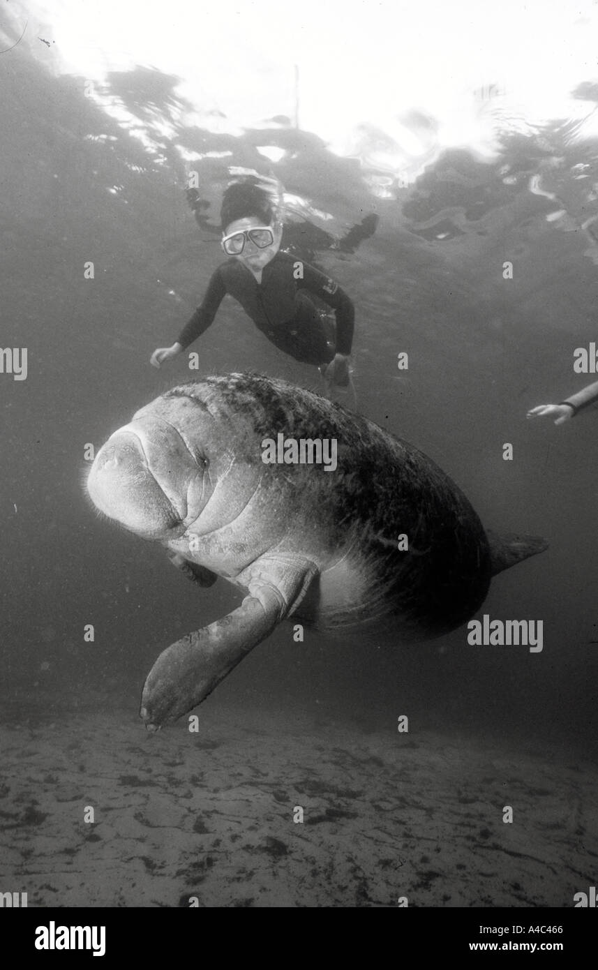 SNORKELER AND MANATEE TRICHECHUS MANATUS CRYSTAL RIVER FLORIDA Stock ...