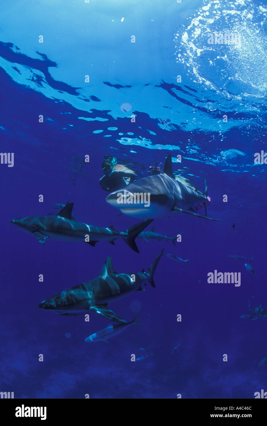 STUART COVE SNORKELS WITH CARIBBEAN REEF SHARKS CARCHARHINUS PEREZI IN ...