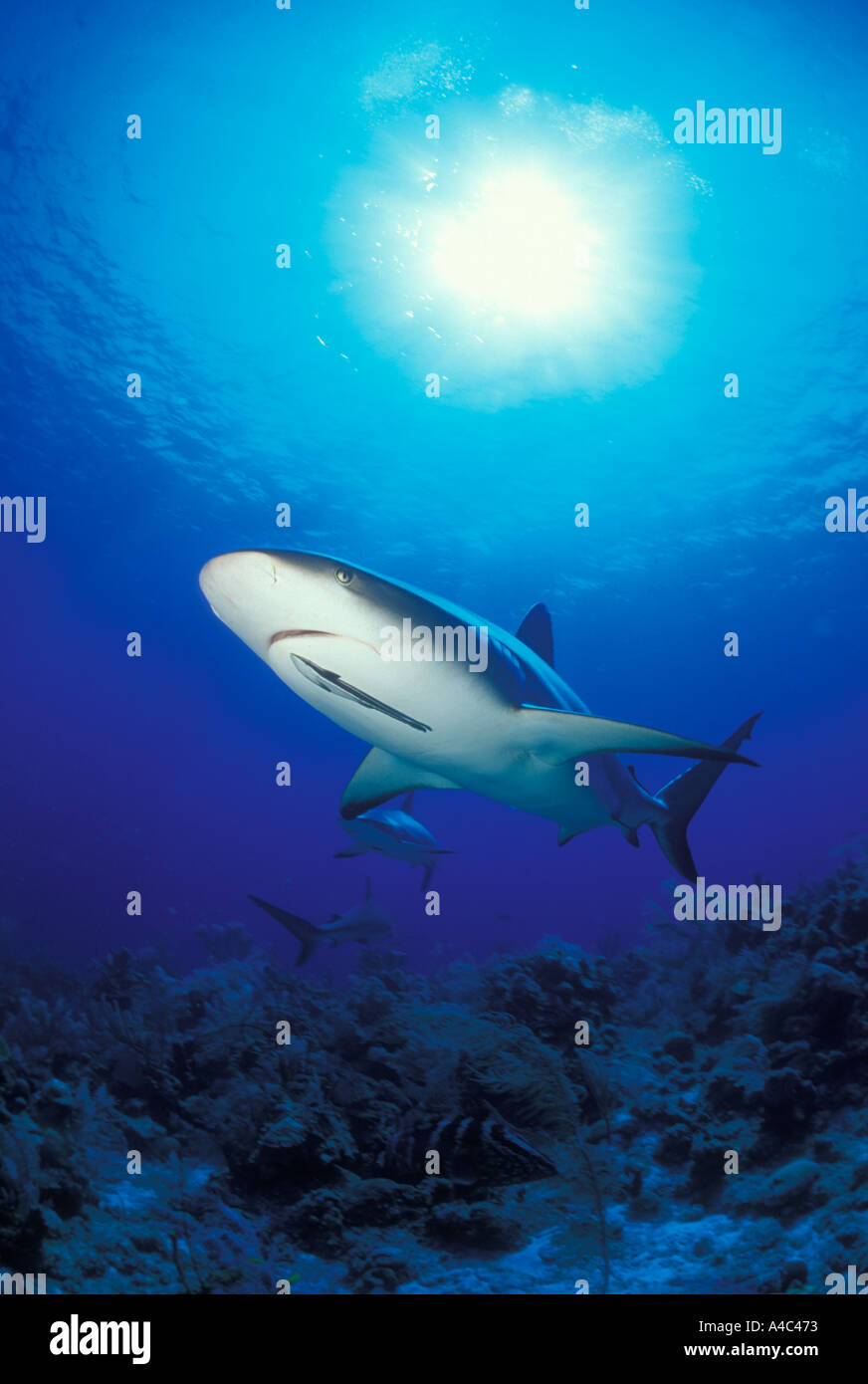 CARIBBEAN REEF SHARK CARCHARHINUS PEREZI BAHAMAS Stock Photo - Alamy