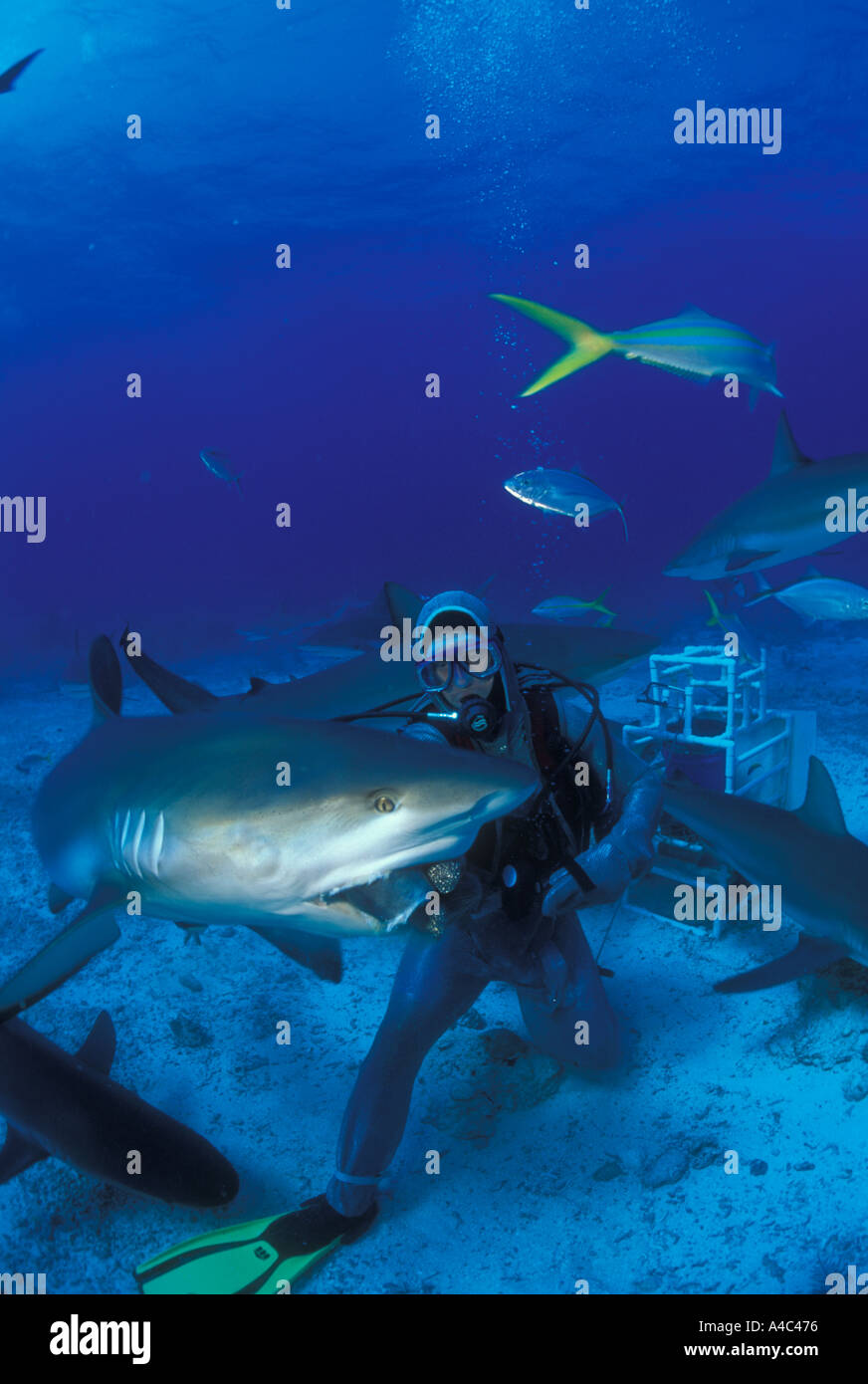 A DIVER IN A CHAIN MAIL SUIT FEEDS A CARIBBEAN REEF SHARK CARCHARHINUS ...