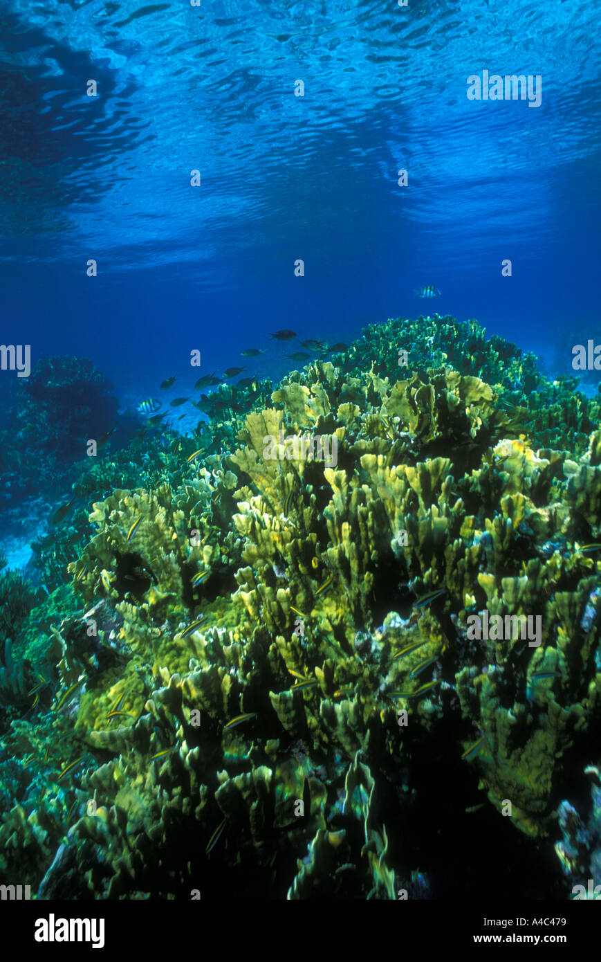 UNDERWATER SCENIC NEW PROVIDENCE BAHAMAS Stock Photo - Alamy