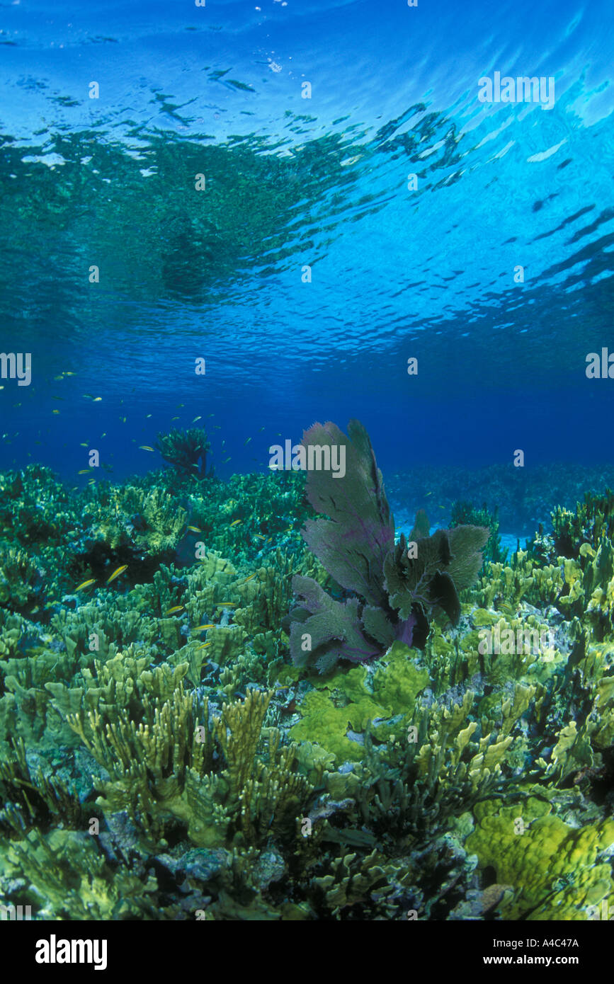 Underwater scenic hi-res stock photography and images - Alamy