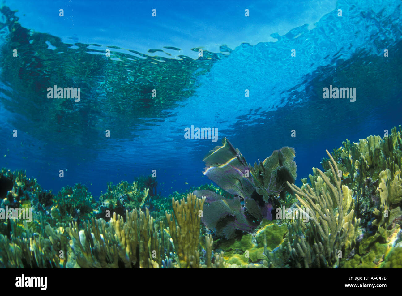 UNDERWATER SCENIC NEW PROVIDENCE BAHAMAS Stock Photo - Alamy