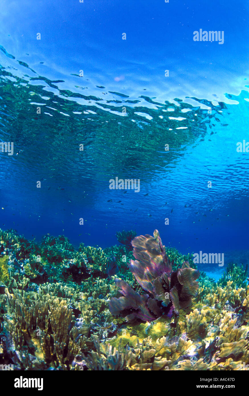 UNDERWATER SCENIC NEW PROVIDENCE BAHAMAS Stock Photo - Alamy