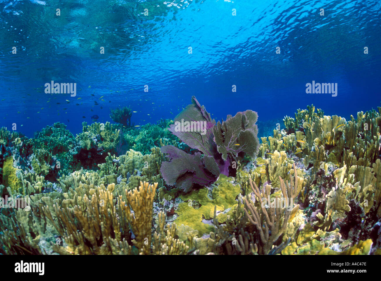 UNDERWATER SCENIC NEW PROVIDENCE BAHAMAS Stock Photo - Alamy