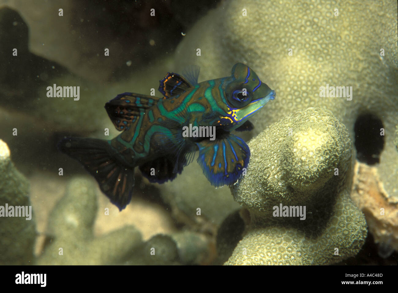 MANDARINFISH SYNCHIROPUS SPLENDIDUS Stock Photo - Alamy