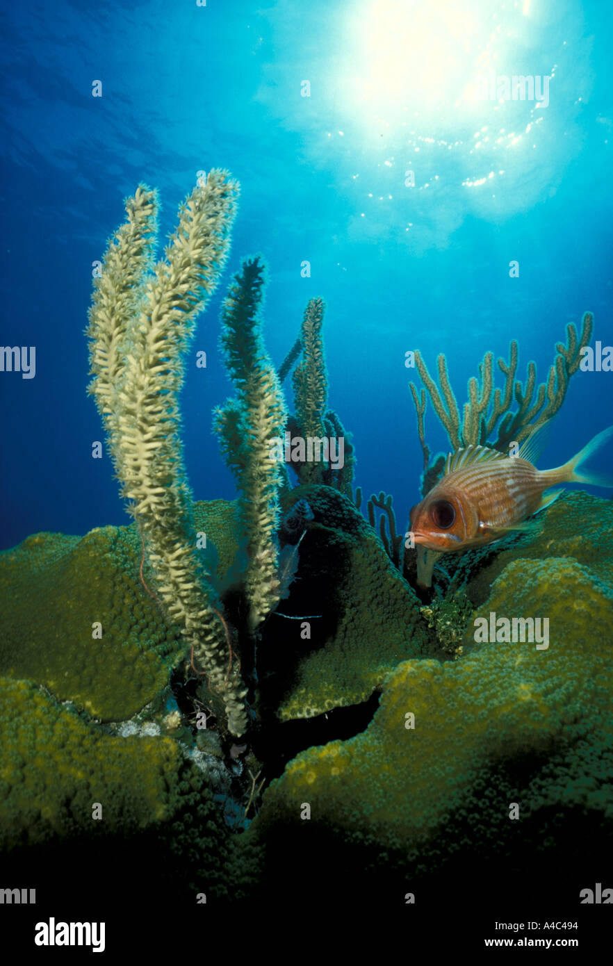 Squirrelfish holocentrus adscensionis fish hi-res stock photography and ...