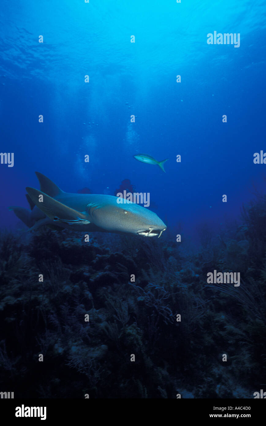 NURSE SHARK GINGLYMOSTOMA CIRRATUM NEAR EXUMA IN THE BAHAMAS Stock ...