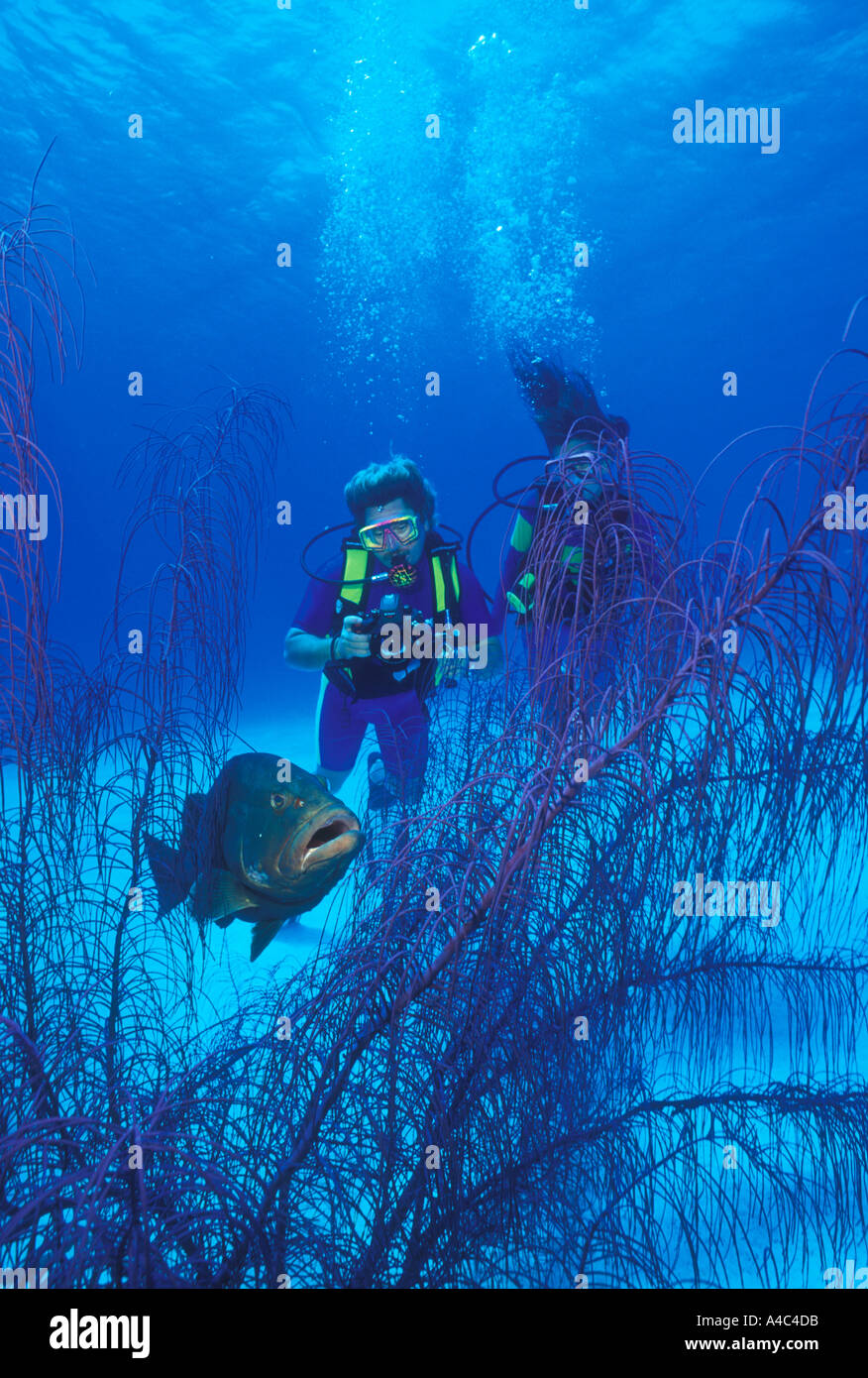 SCUBA DIVERS APPROACH A NASSAU GROUPER NEAR SAN SALVADOR BAHAMAS Stock ...