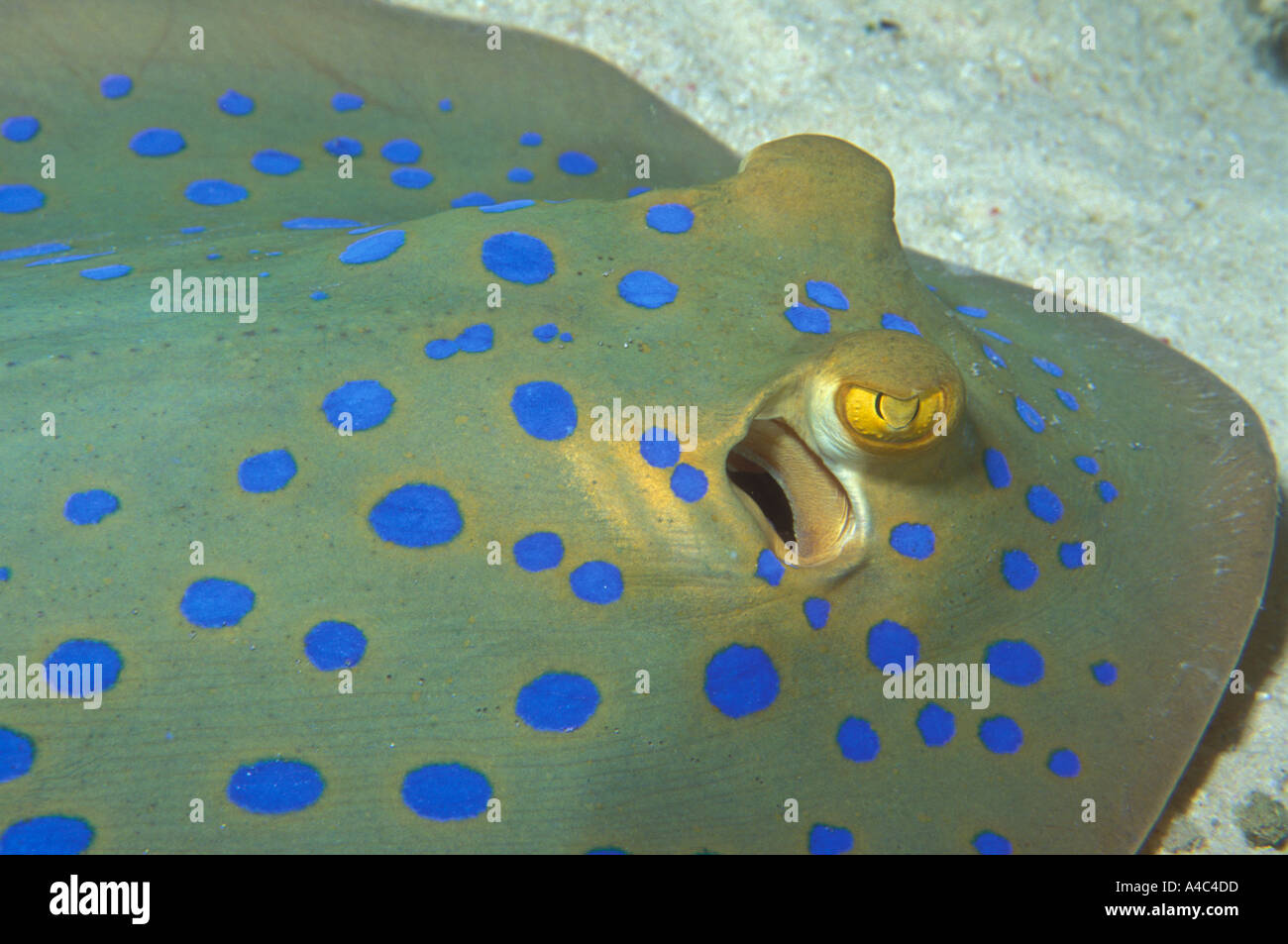 Blue spotted stingray taeniura hi-res stock photography and images - Alamy