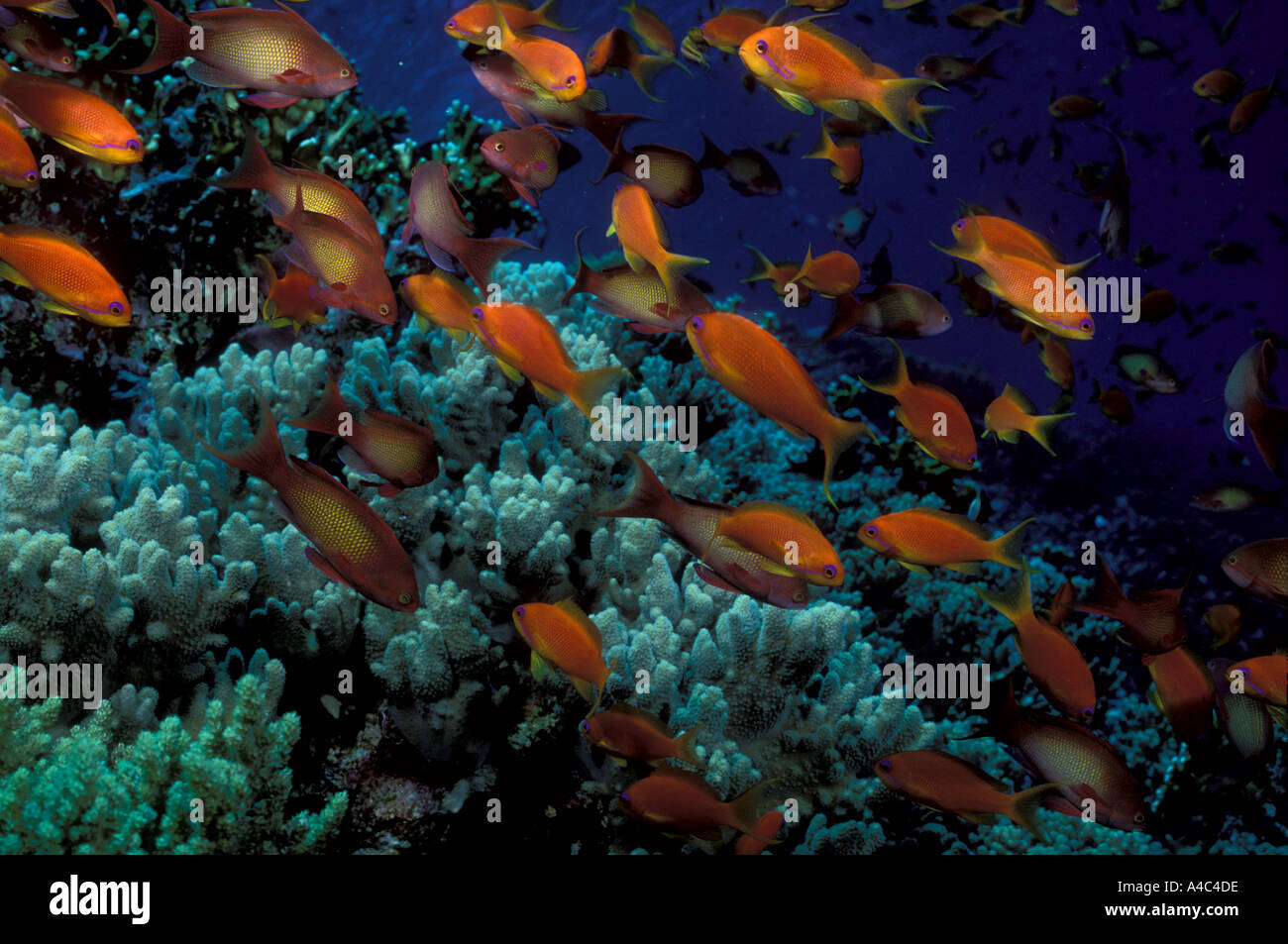 JEWELFISH OR FAIRY BASSLETS PSEUDANTHIAS SQUAMMIPINNIS Stock Photo - Alamy