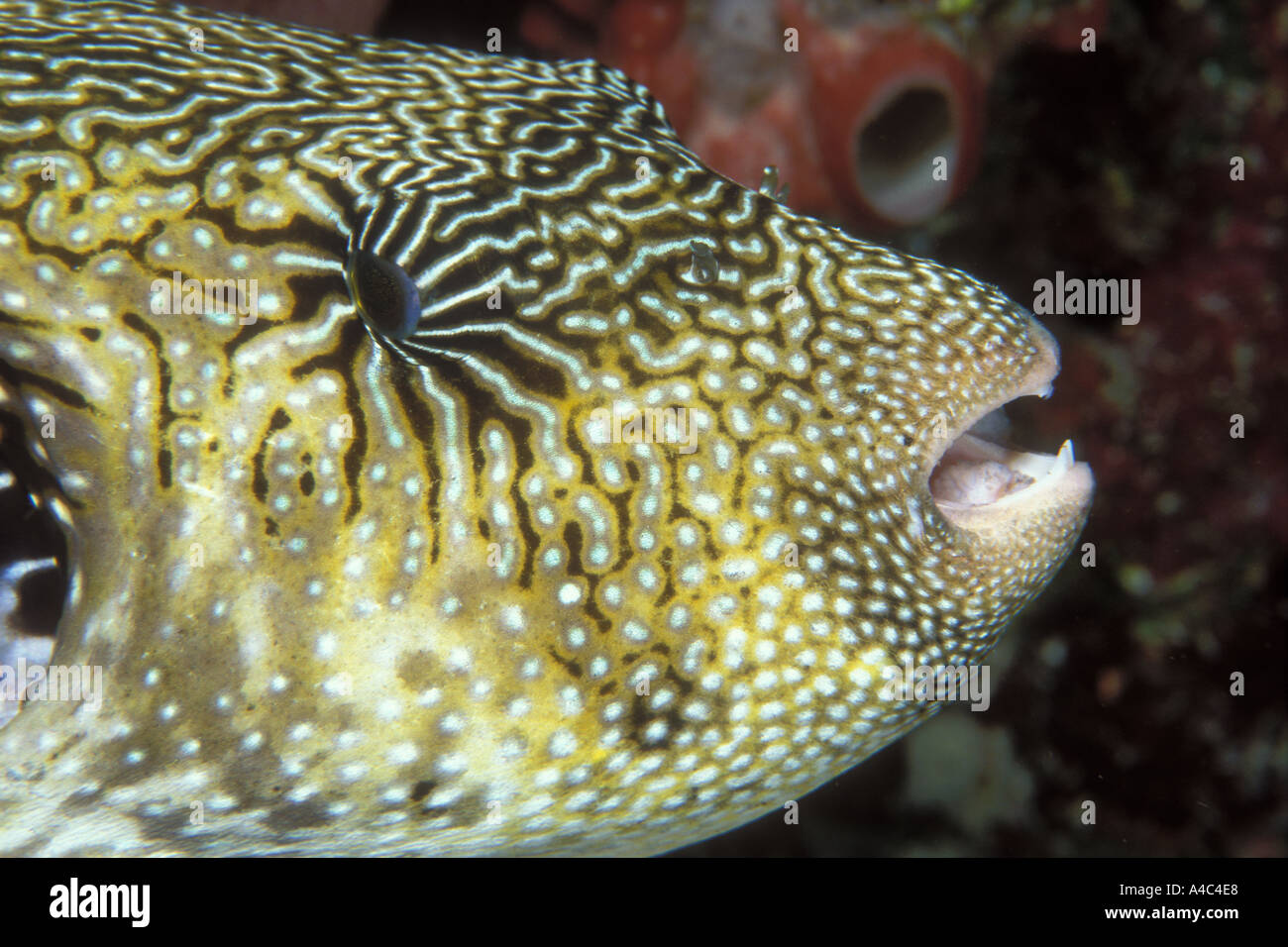 MAP PUFFER AROTHRON MAPPA Stock Photo - Alamy