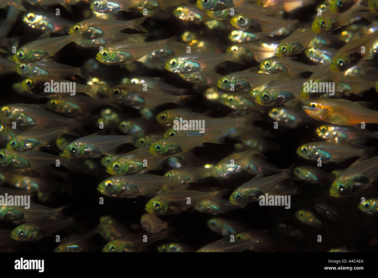 GOLDEN SWEEPERS PARAPRIACANTHUS RANSONNETI Stock Photo - Alamy