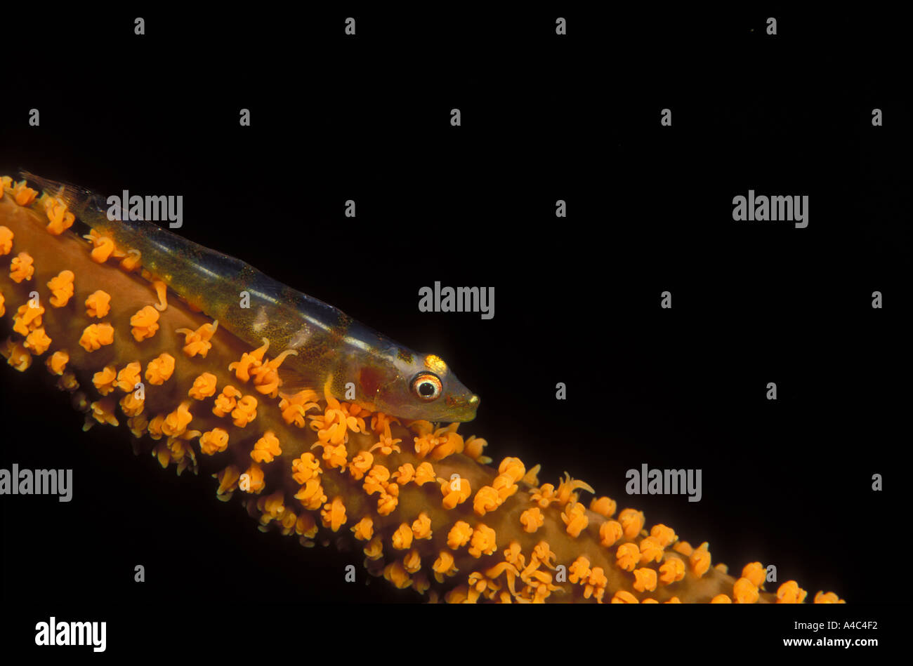 Bryaninops amplus hi-res stock photography and images - Alamy