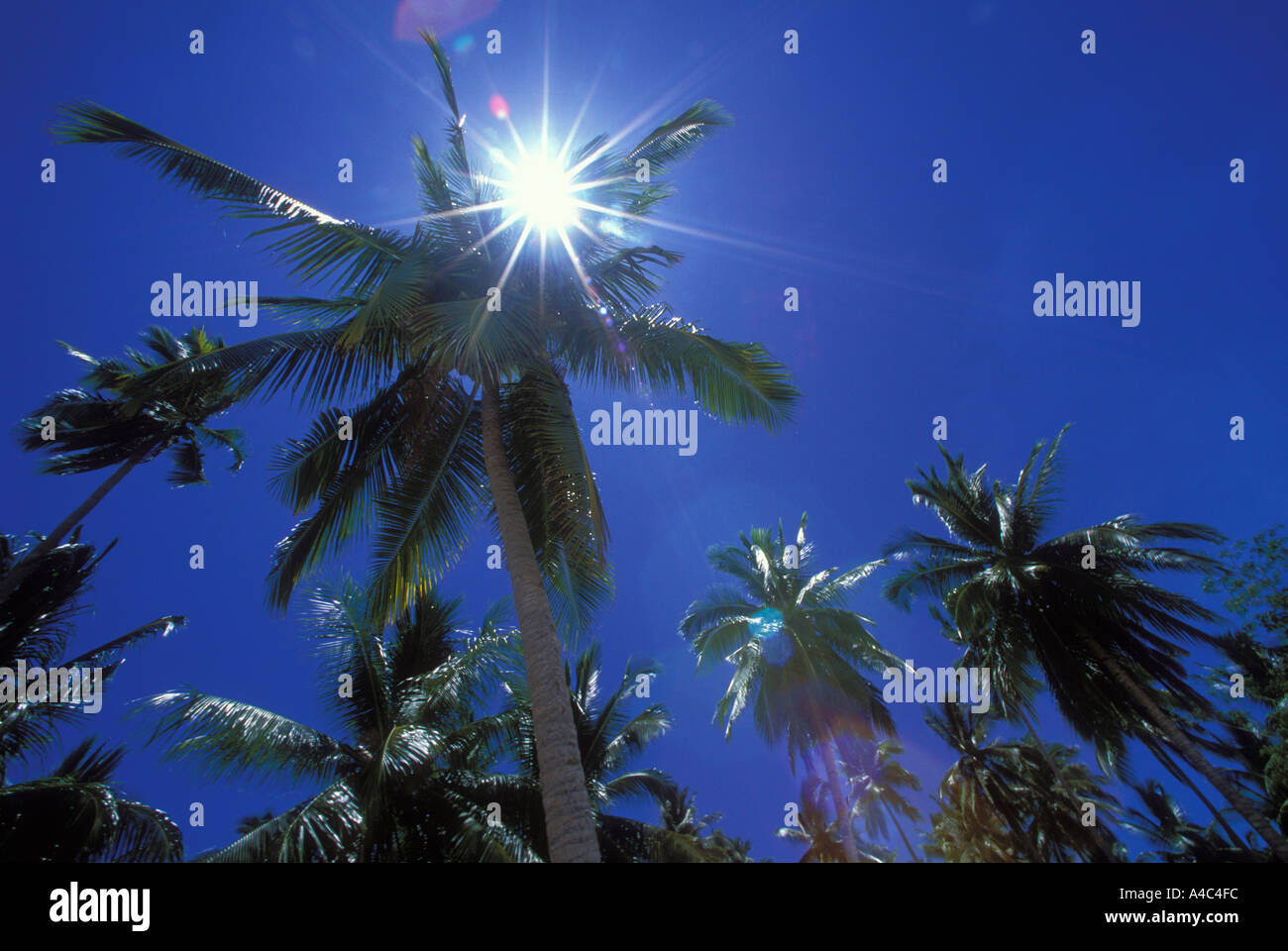 PALM TREES ON AN ISLAND IN INDONESIA Stock Photo - Alamy