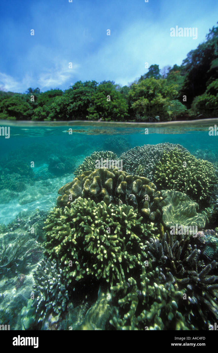 OVER UNDER VIEW OF AN ISLAND AND REEF IN INDONESIA Stock Photo - Alamy