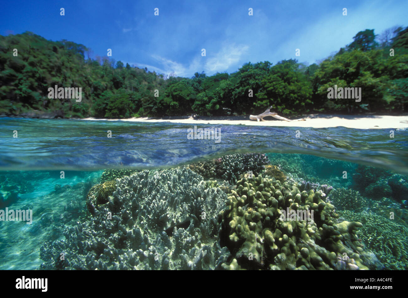 OVER UNDER VIEW OF AN ISLAND AND REEF IN INDONESIA Stock Photo - Alamy