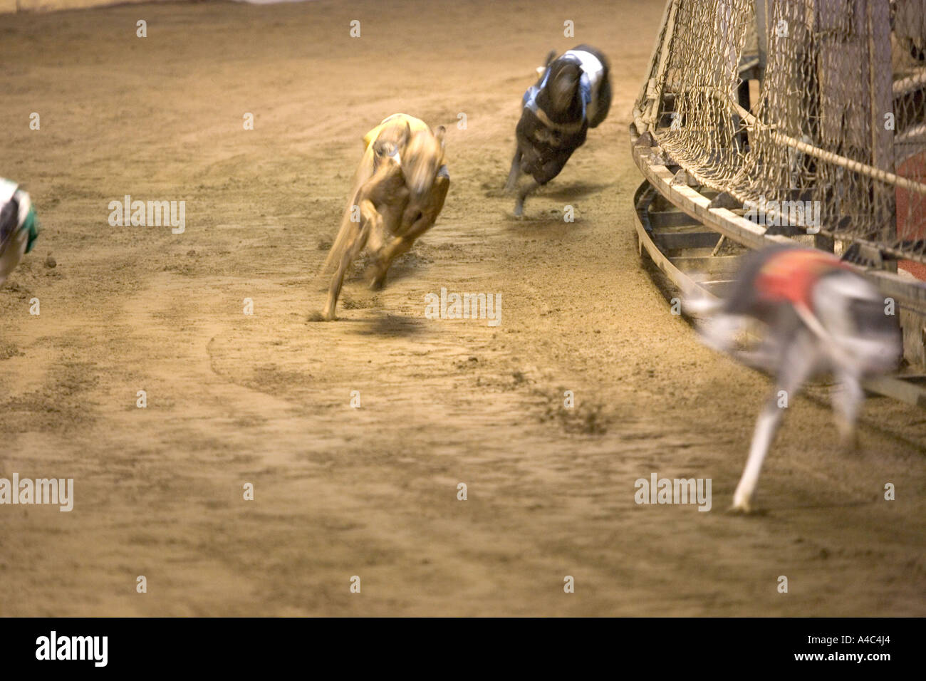 Canidrome Greyhound Racing Stadium Macau Stock Photo - Alamy