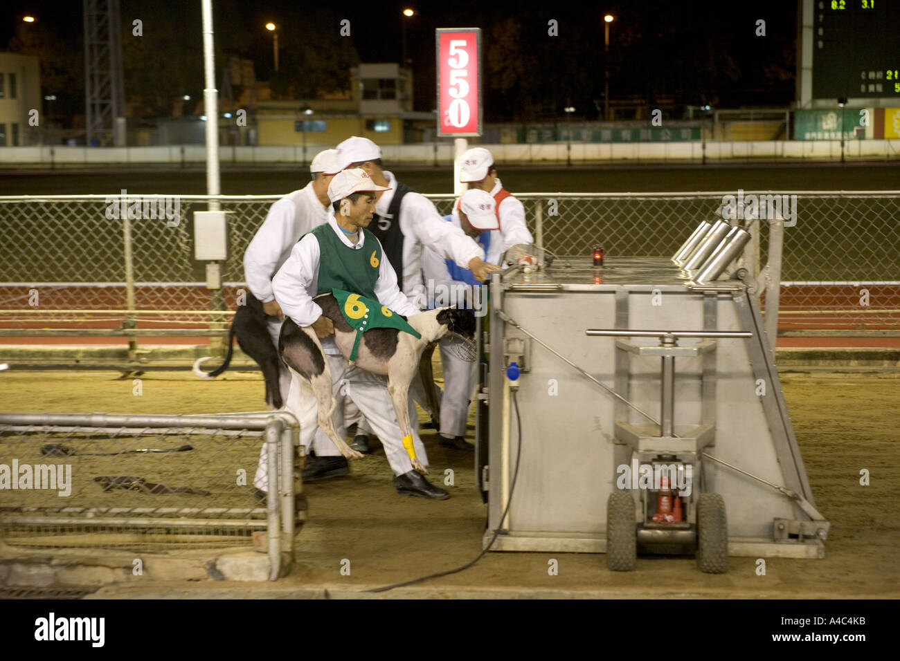 Greyhound race start hi-res stock photography and images - Alamy