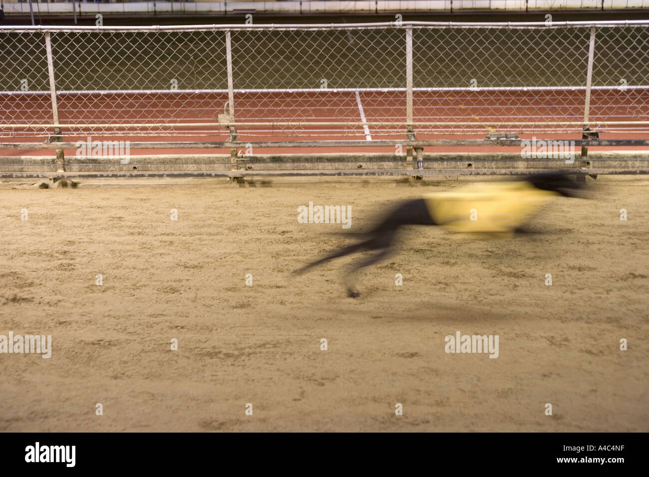Canidrome Greyhound Racing Stadium Macau Stock Photo - Alamy
