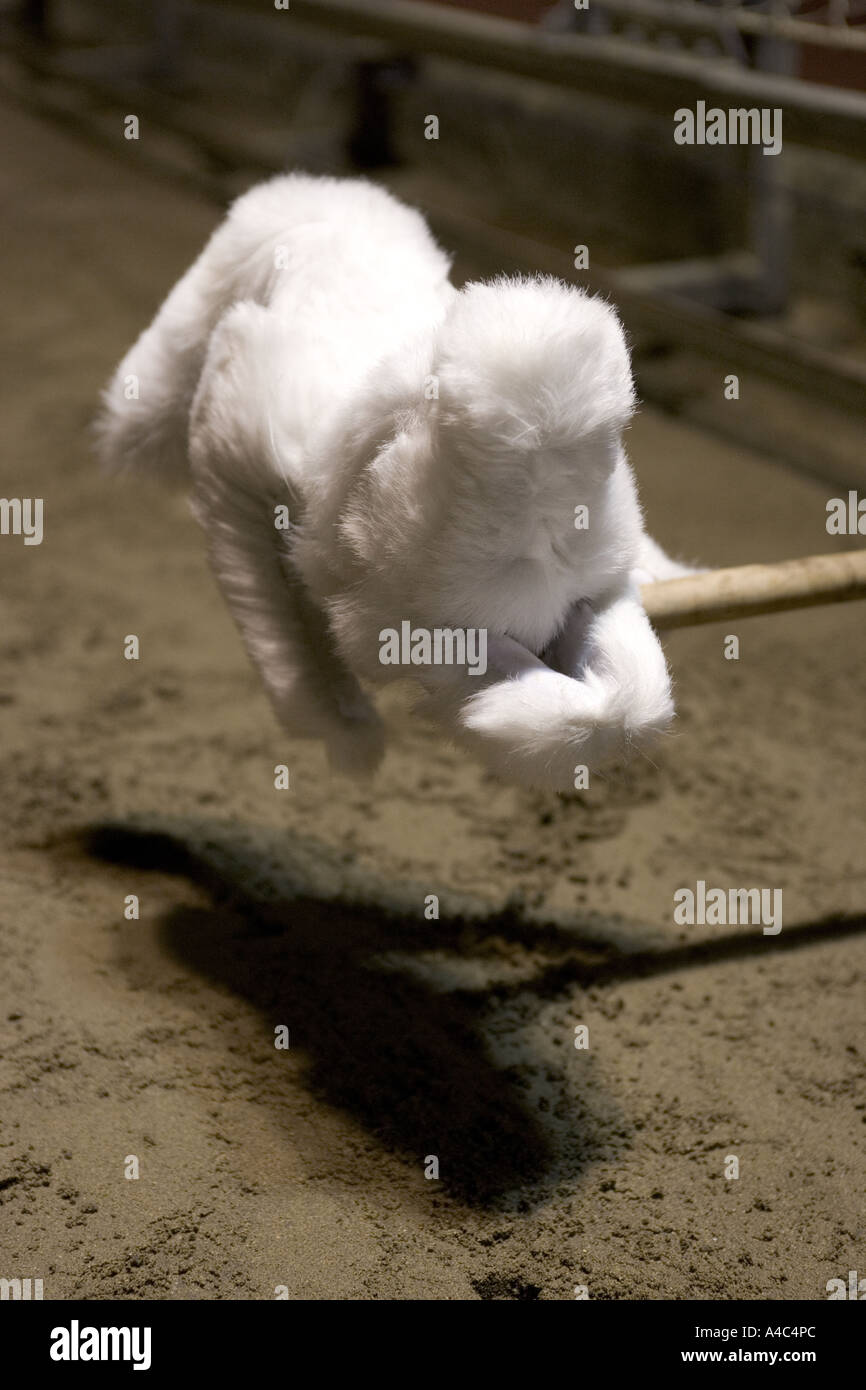 Canidrome Greyhound Racing Stadium Macau Stock Photo - Alamy