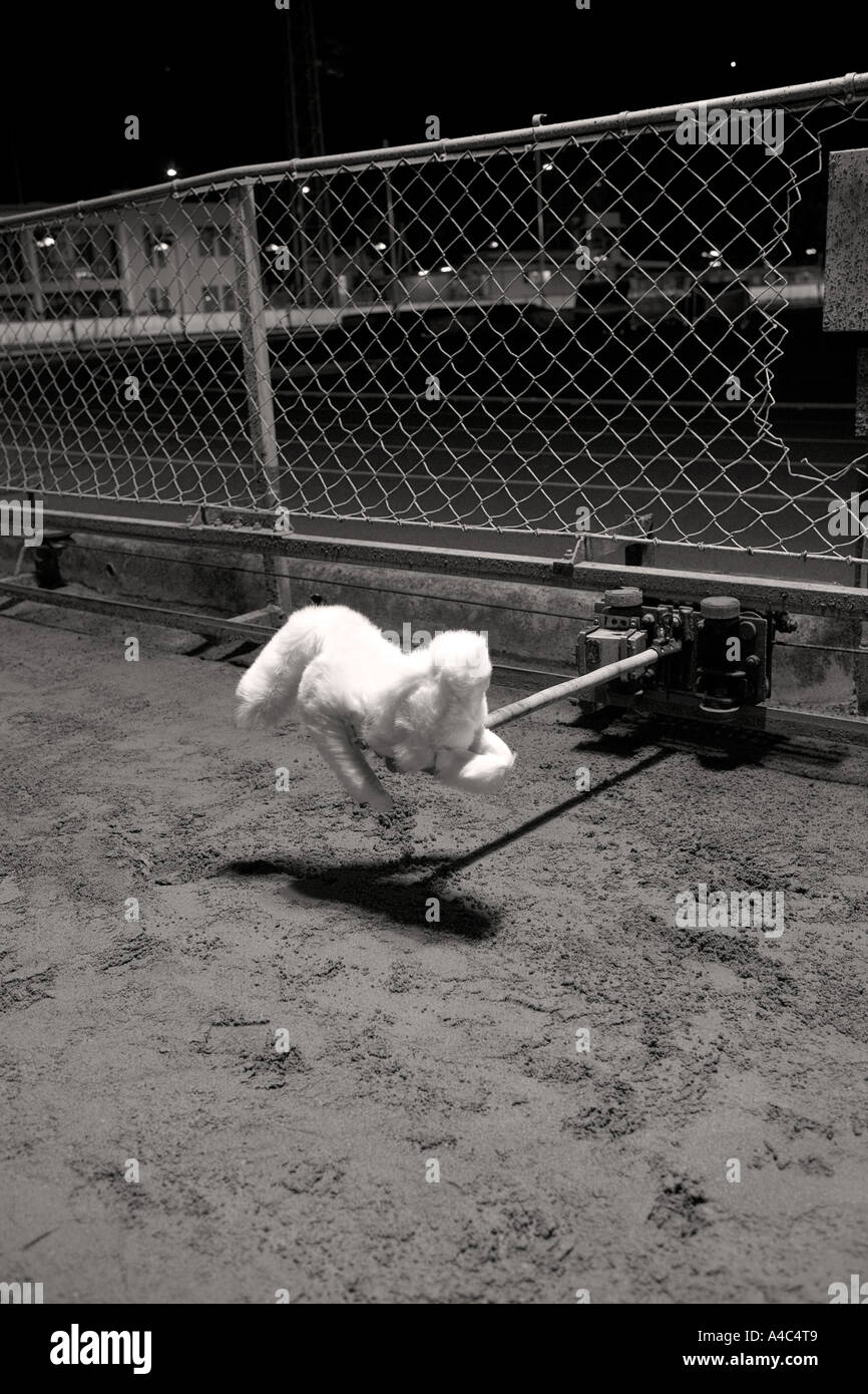 Racetrack Bunny Canidrome Greyhound Racing Stadium Macau Stock Photo ...