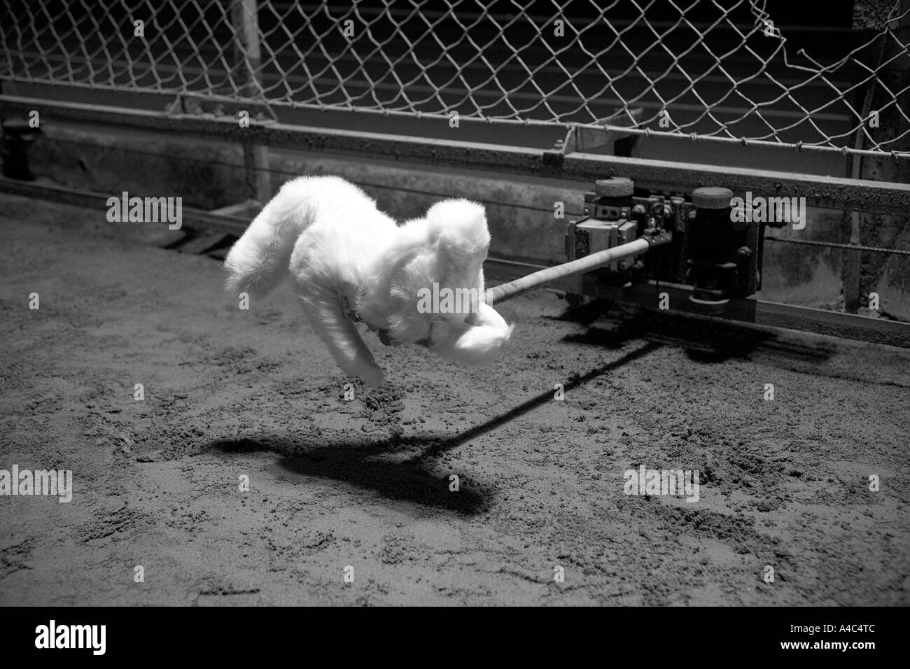 Racetrack Bunny Canidrome Greyhound Racing Stadium Macau Stock Photo ...