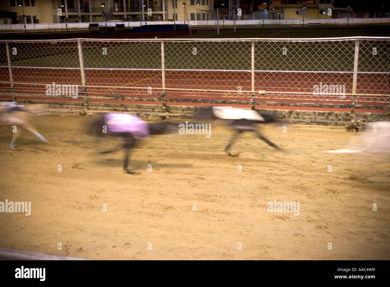 Canidrome Greyhound Racing Stadium Macau Stock Photo - Alamy