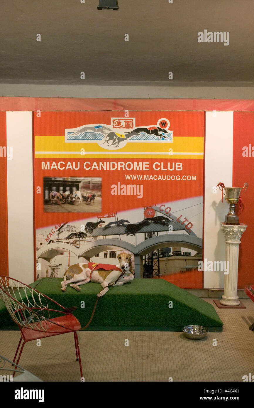 Photo Opportunity Canidrome Greyhound Racing Stadium Macau Stock Photo ...
