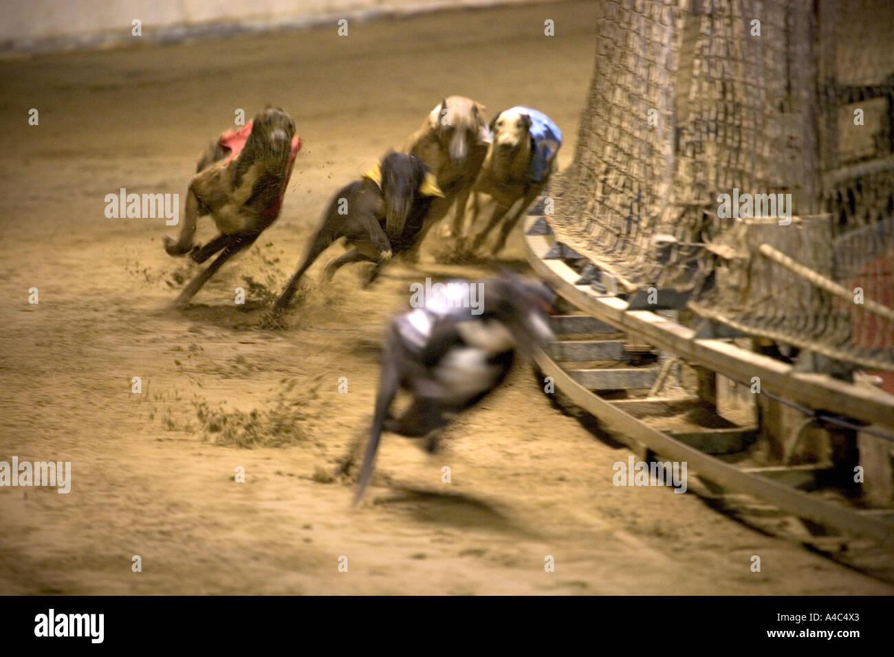 Canidrome Greyhound Racing Stadium Macau Stock Photo - Alamy