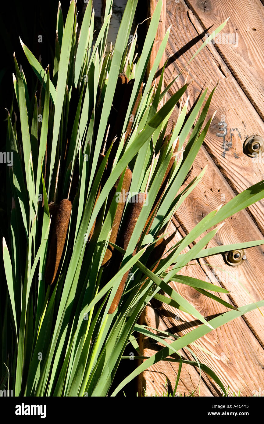 Cattails and Wood Stock Photo - Alamy