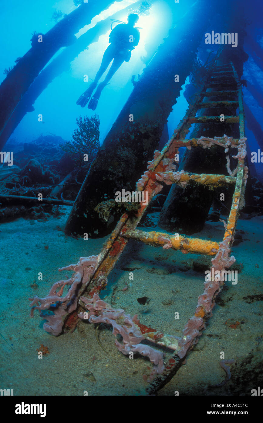UNDERWATER VIEW OF A DIVER AND LADDER HOSTING SEA LIFE AT SALT PIER IN ...