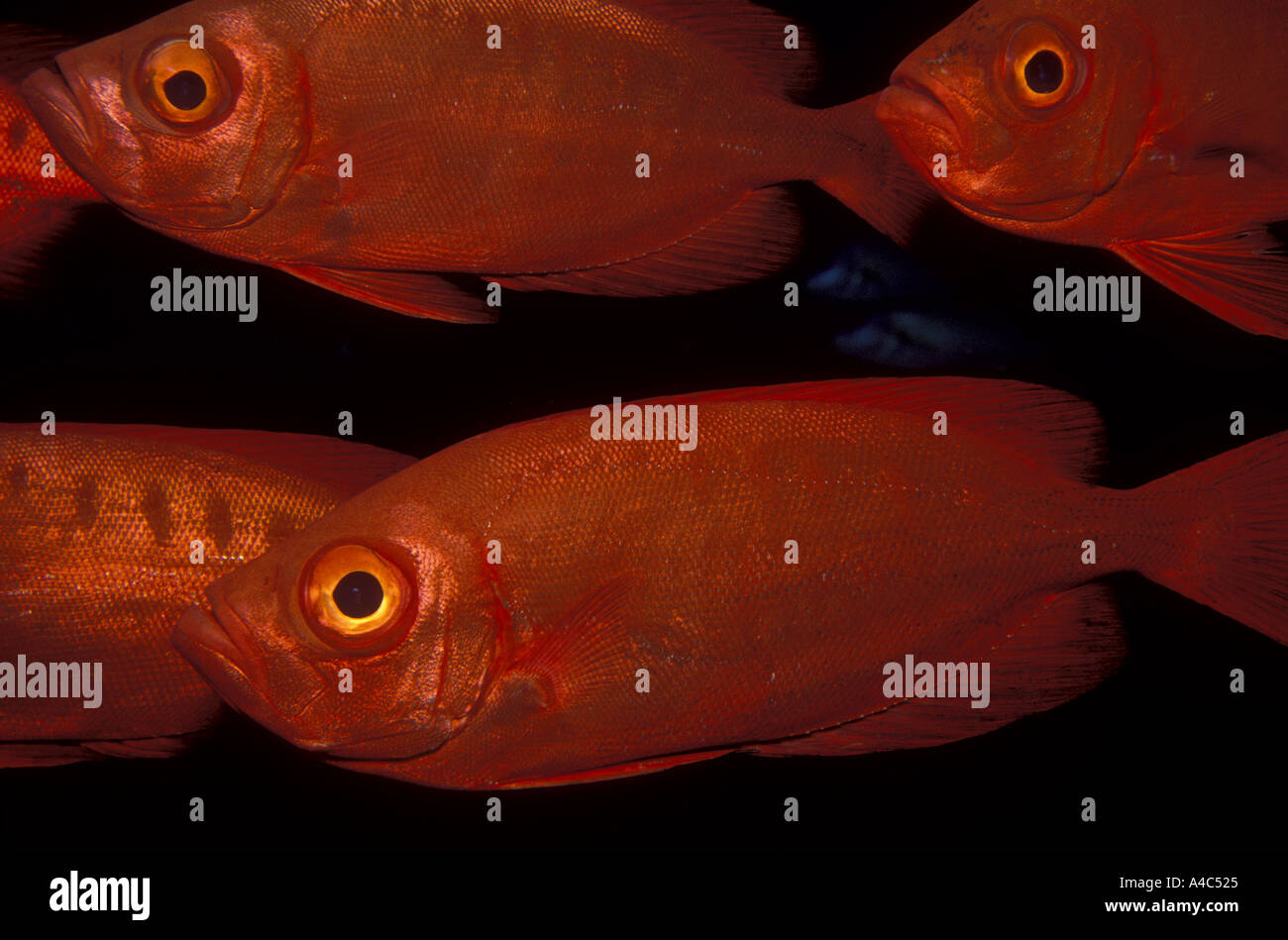 BIGEYES PRIACANTHUS HAMRUR Stock Photo - Alamy