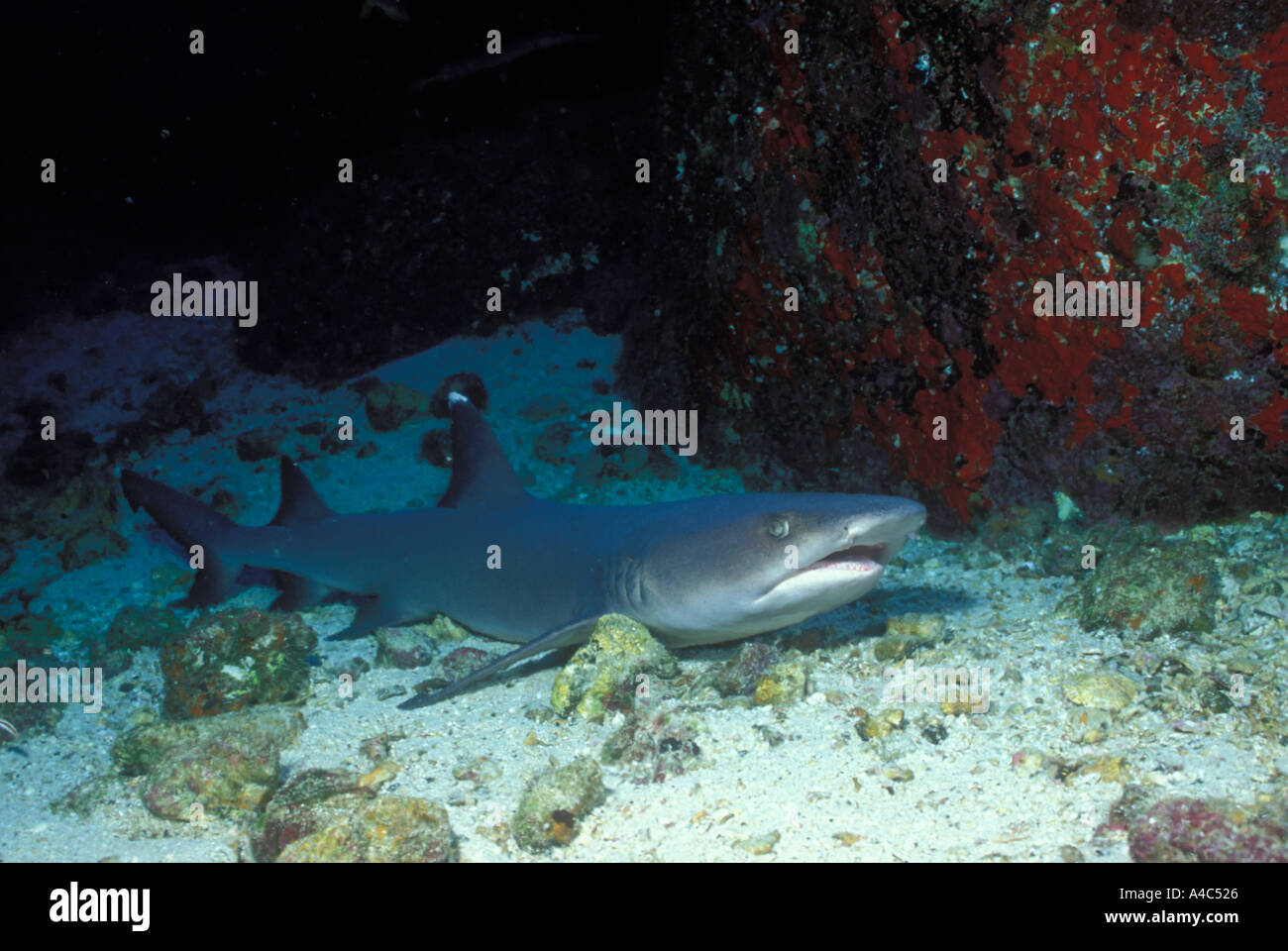 White tipped reef sharks hi-res stock photography and images - Alamy