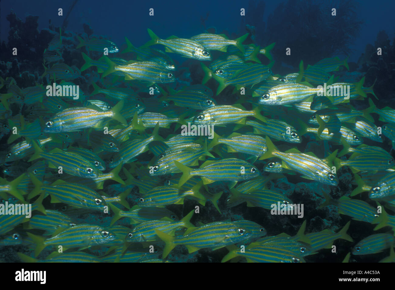 Grunts hi-res stock photography and images - Alamy