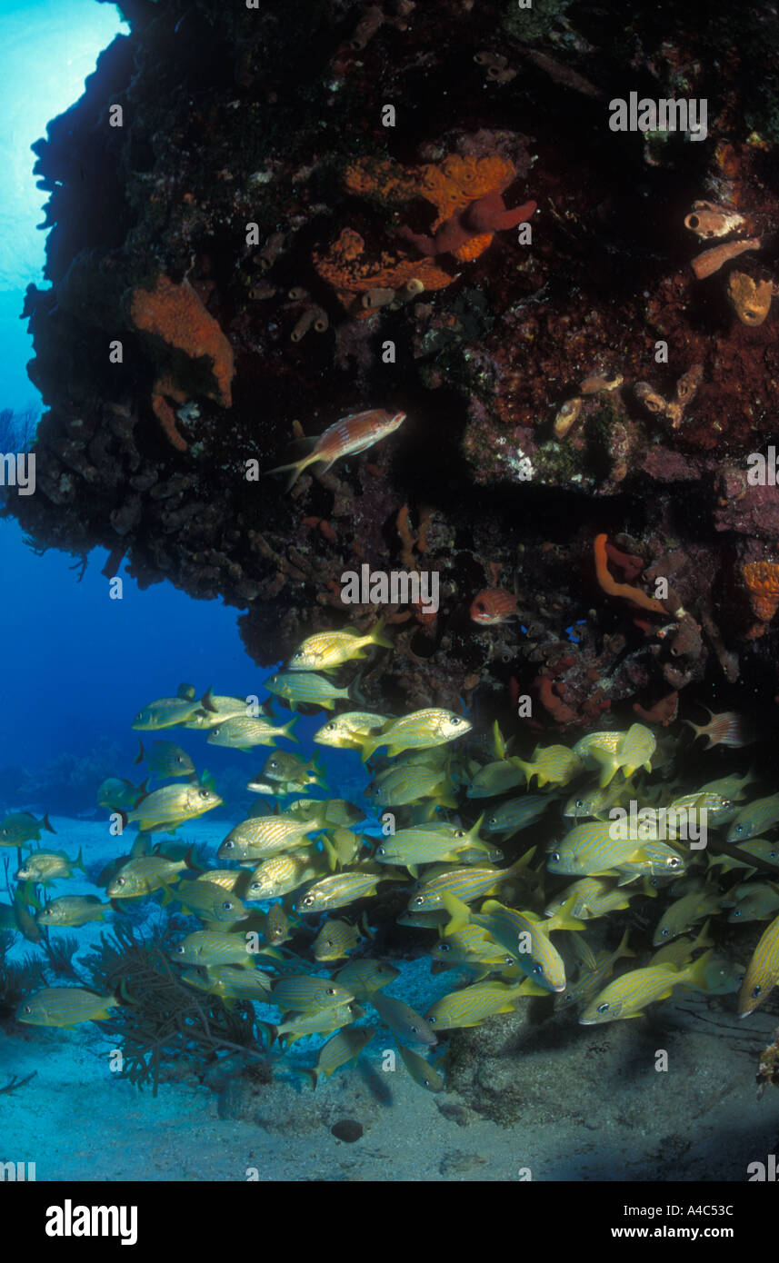 SCHOOLING GRUNTS ON A REEF IN THE FLORIDA KEYS Stock Photo - Alamy