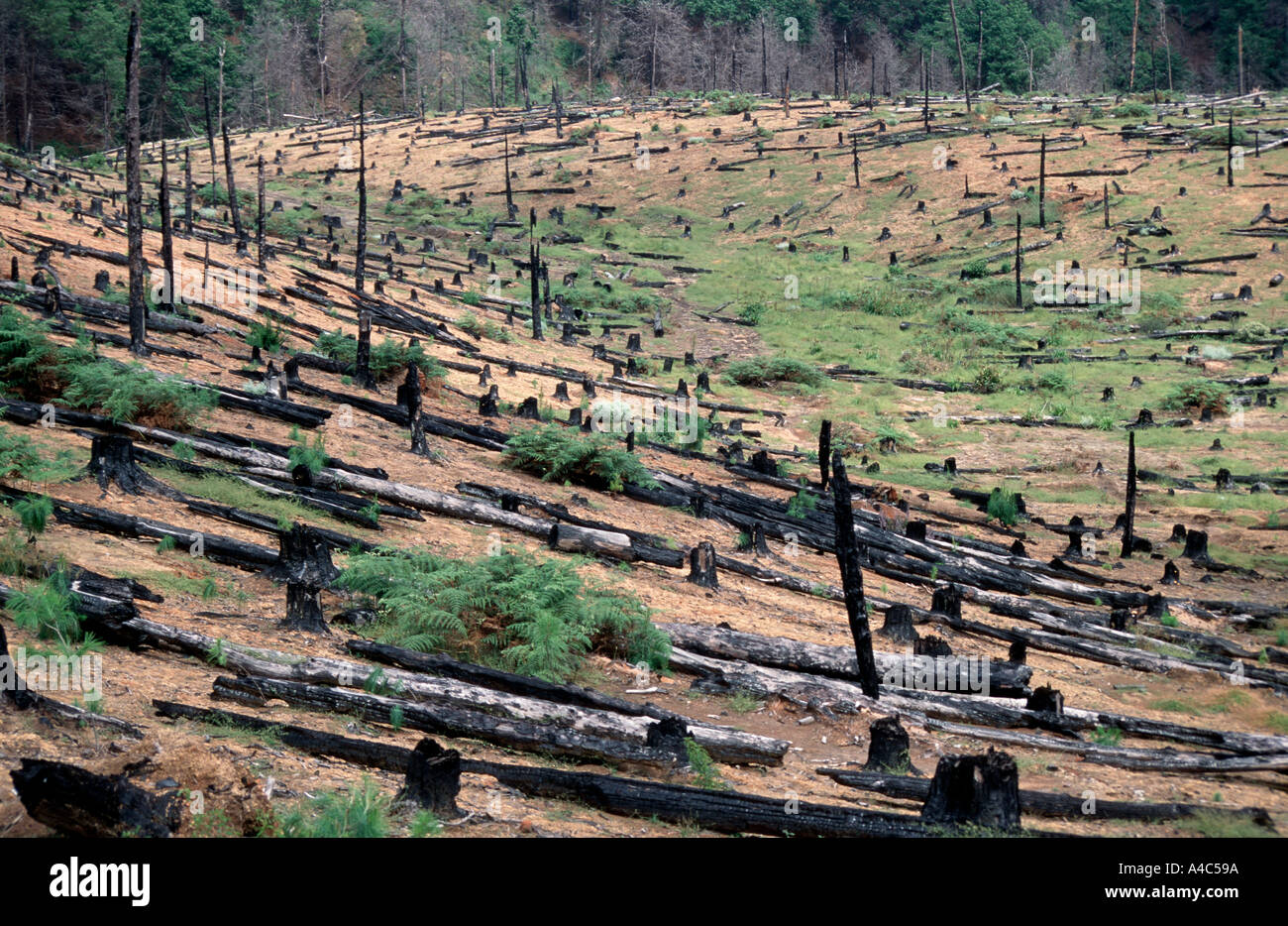 Mulanje cedar hi-res stock photography and images - Alamy