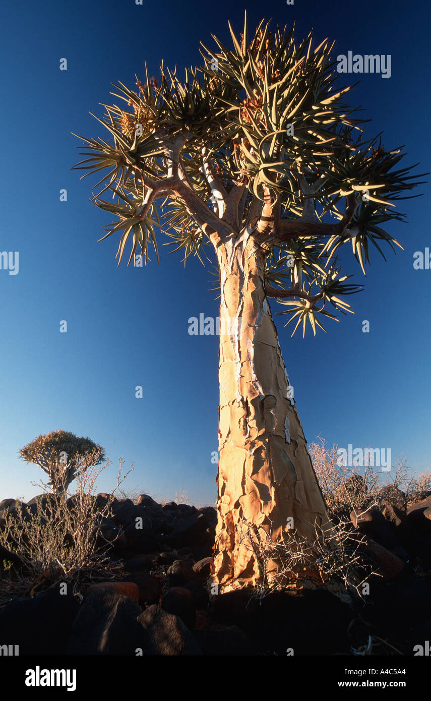 Quiver trees Bushmen San used branches as quivers Stock Photo - Alamy