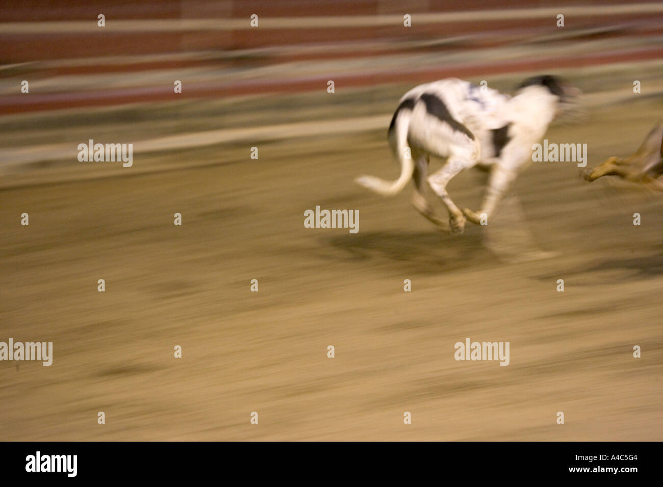 Canidrome Greyhound Racing Stadium Macau Stock Photo - Alamy