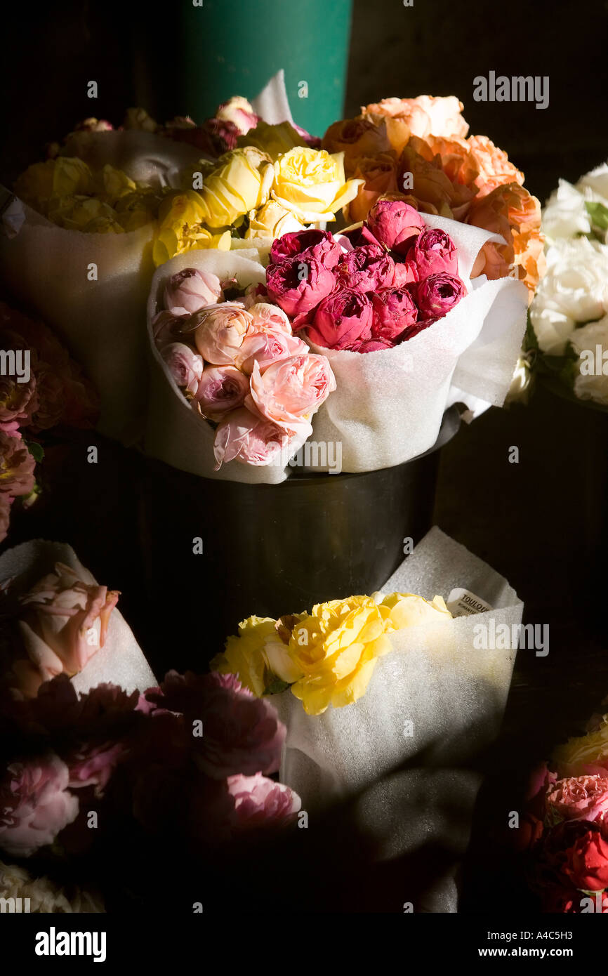 New york pink roses hi-res stock photography and images - Alamy