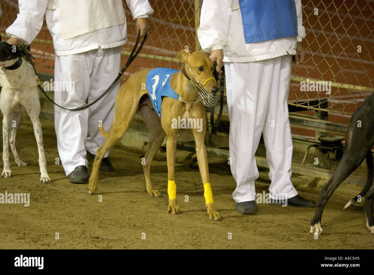 Canidrome Greyhound Racing Stadium Macau Stock Photo - Alamy