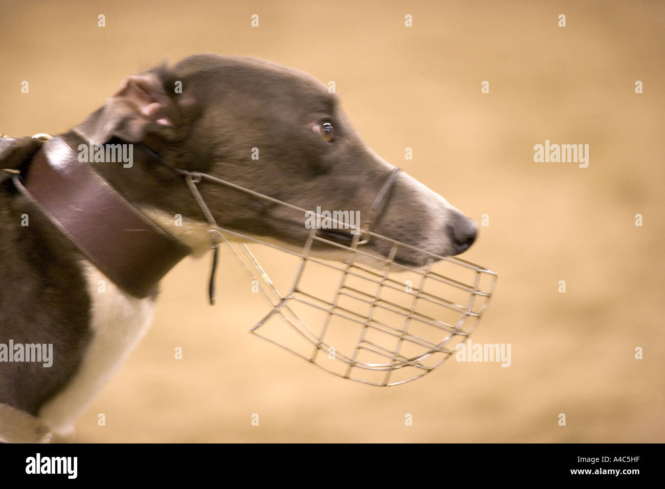 Greyhound racing stadium hi-res stock photography and images - Alamy