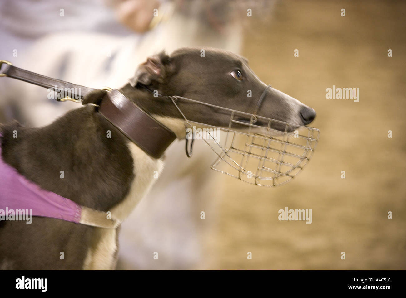 Macau race track hi-res stock photography and images - Alamy