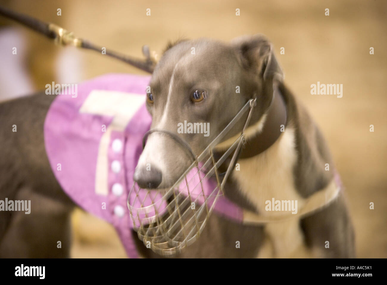 Canidrome Greyhound Racing Stadium Macau Stock Photo - Alamy